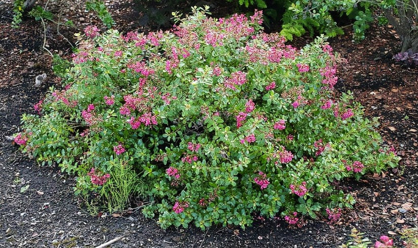 Escallonia 'Newport Dwarf' #2 – Down to Earth Gardens and Nursery
