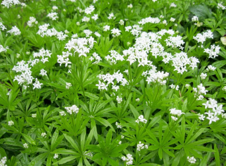 Gallium odoratum #1 – Down to Earth Gardens and Nursery